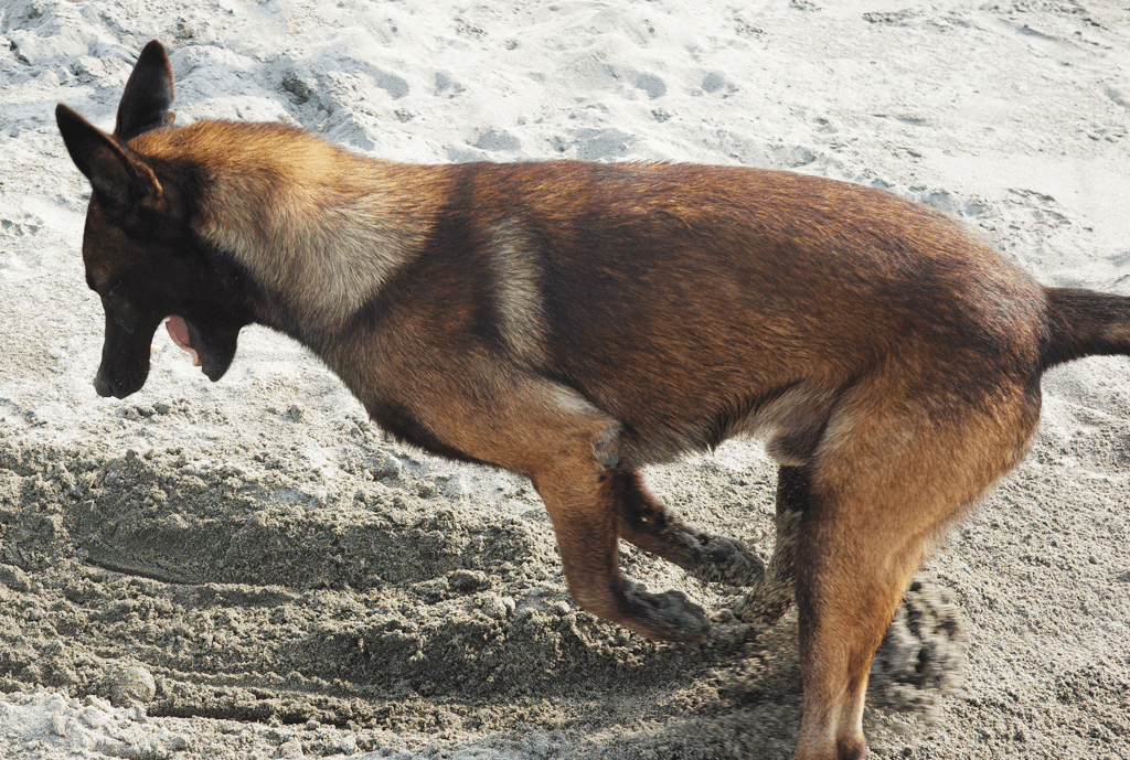 Mamot Beach Camp La Union: A Canine Delight